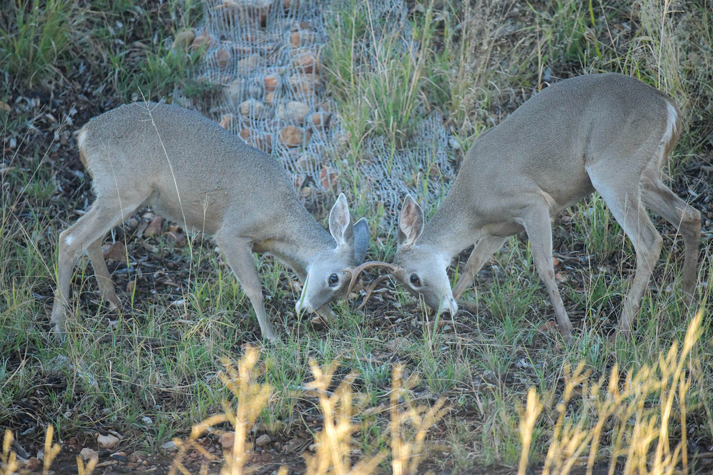 Coues's White-tailed Deer from Santa Cruz County, AZ, USA on October 18 ...