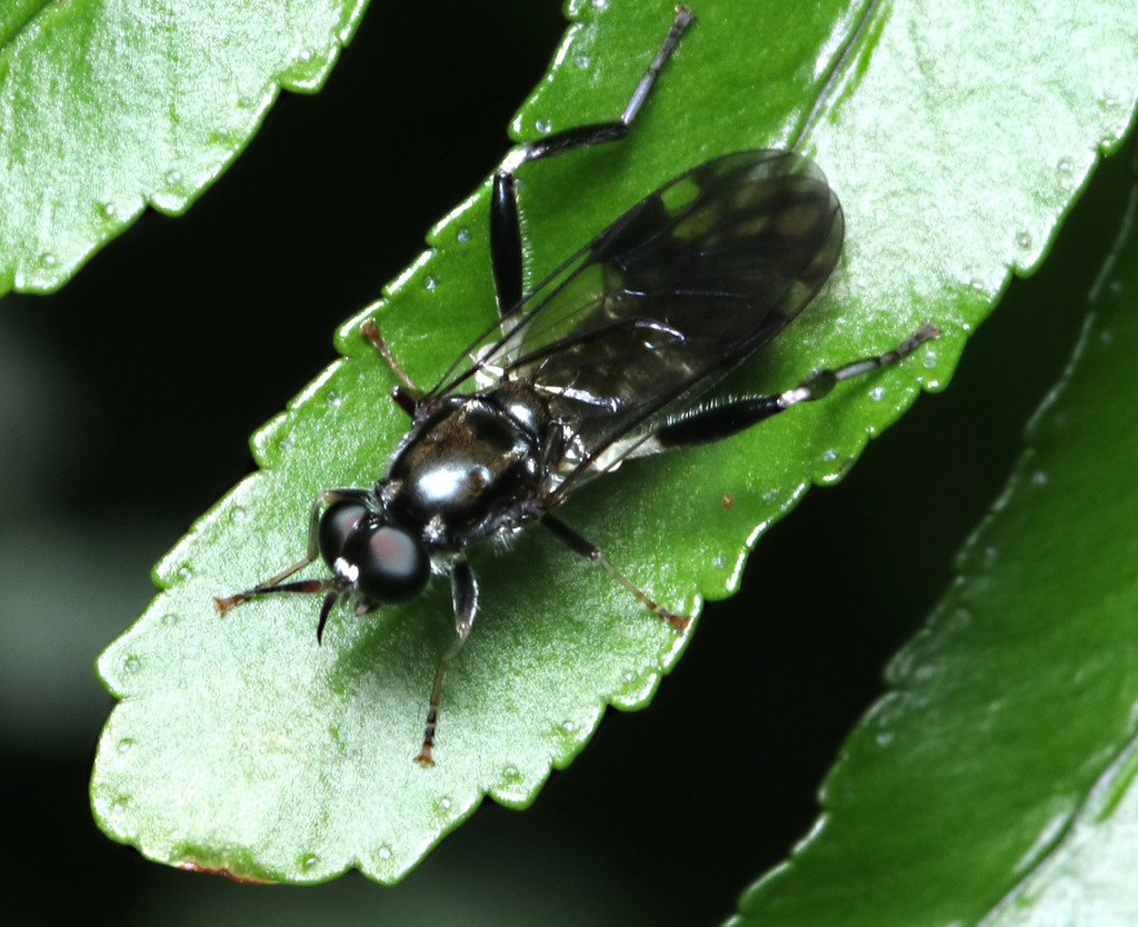 Garden soldier fly in September 2022 by juliegraham173 · iNaturalist Garden soldier fly in September 2022 by juliegraham173 · iNaturalist