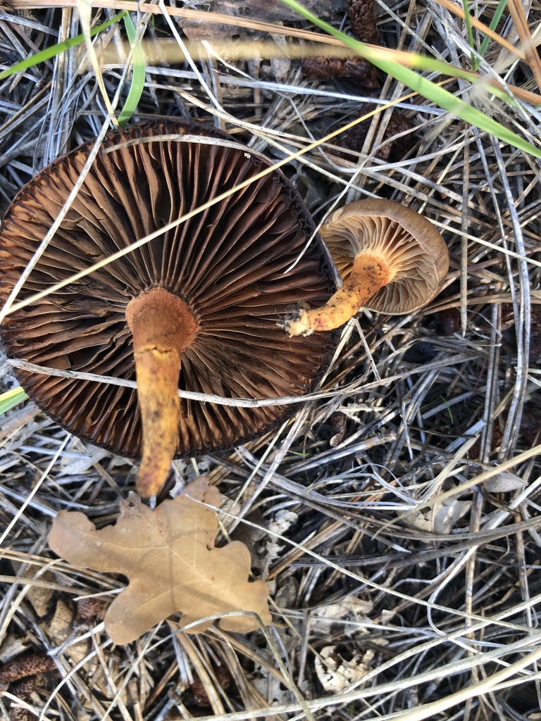 Pine Spikes from Pumphouse County Natural Area, Flagstaff, AZ, US on ...