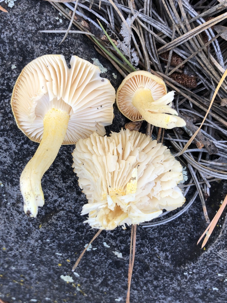 Gold Dust Waxy Cap from Coconino National Forest, Munds Park, AZ, US on ...