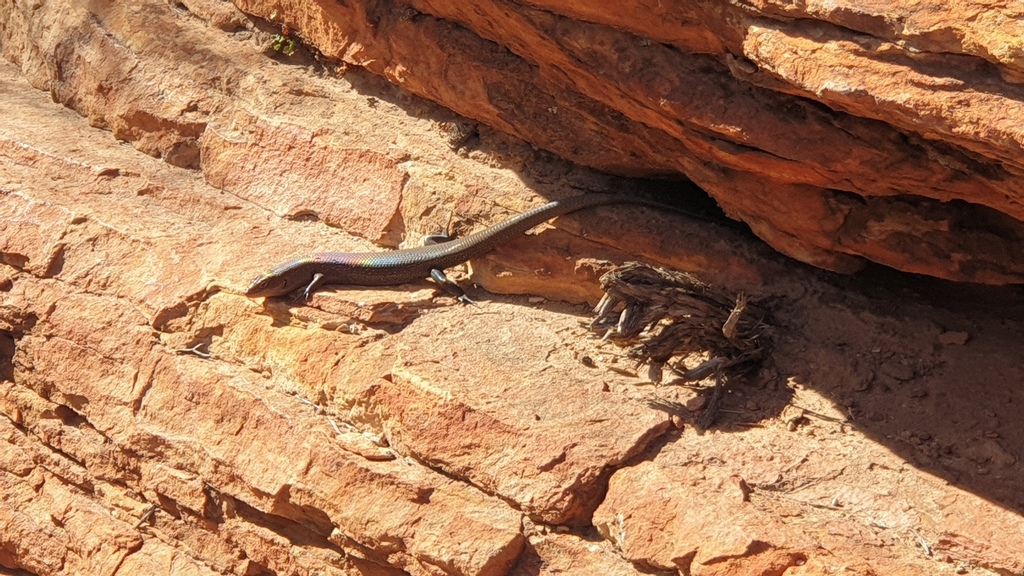 Centralian Ranges Rock-skink from Petermann NT 0872, Australia on ...