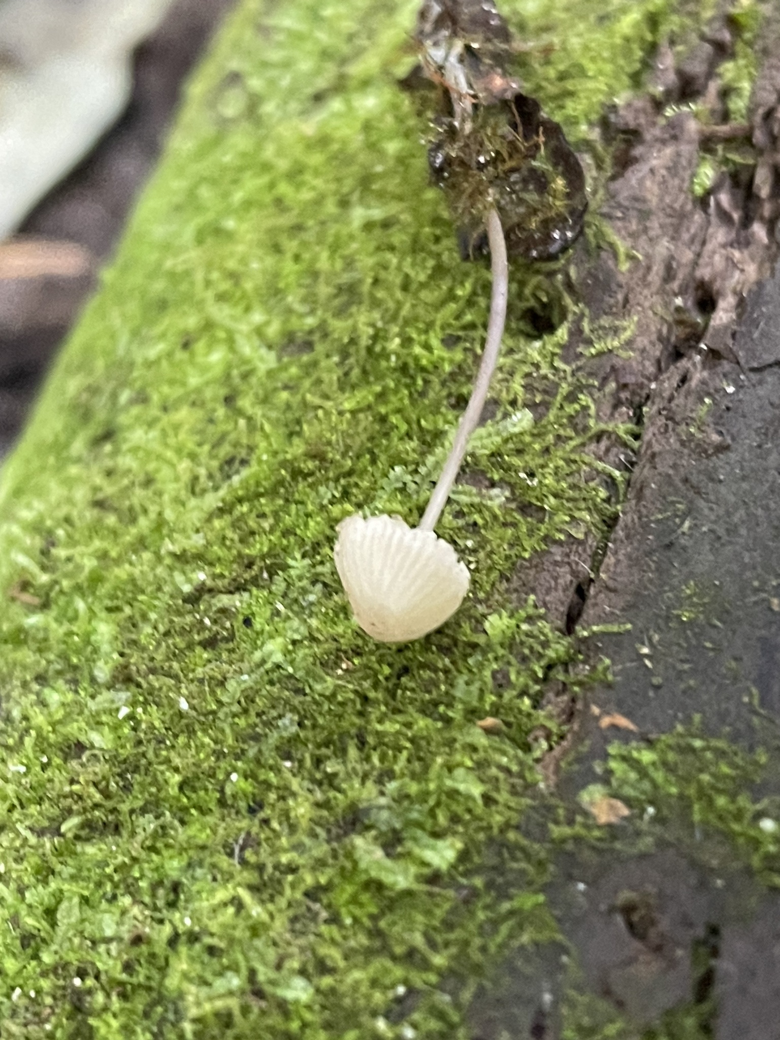 Mycena filopes (Bull.) P.Kumm.