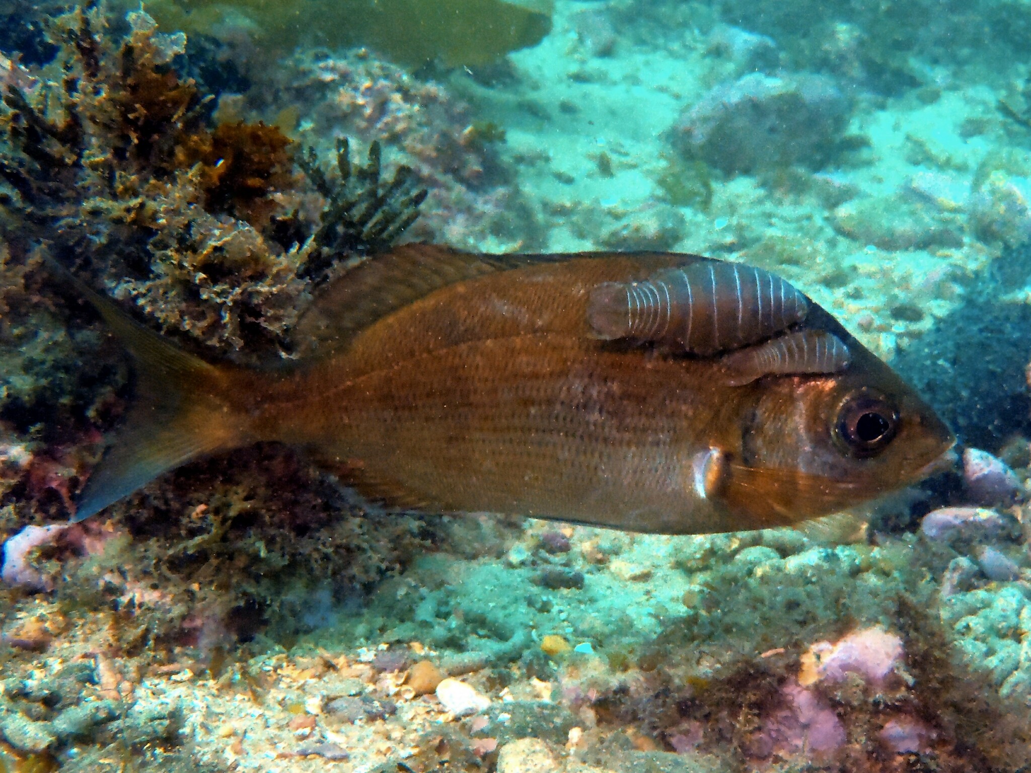 Anilocra physodes (Linnaeus, 1758)