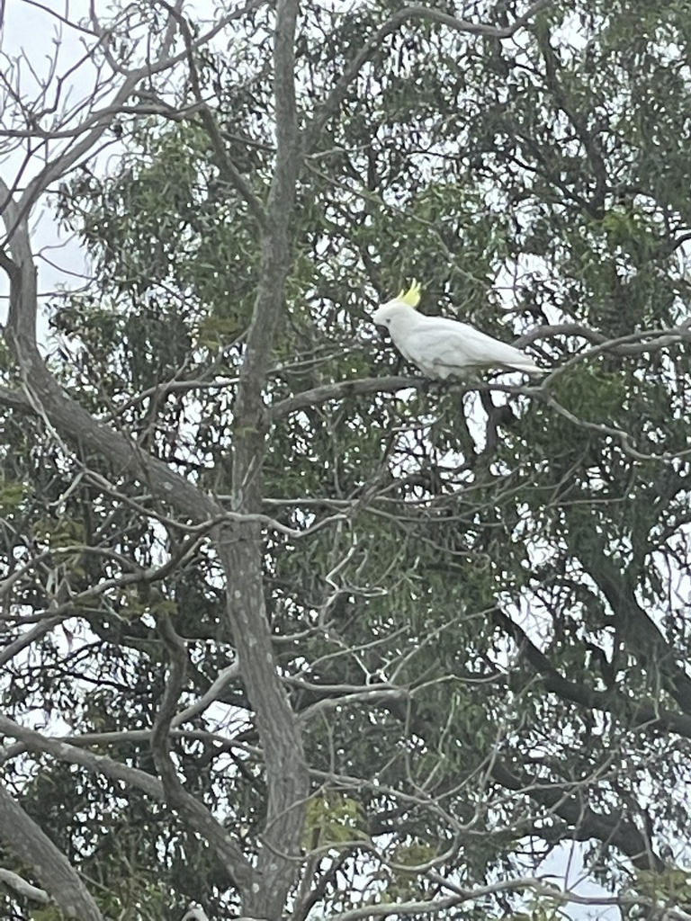 Sulphur-crested Cockatoo from Laidley Creek West Rd, Mulgowie, QLD, AU ...