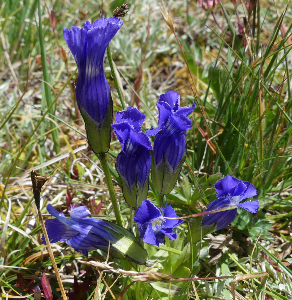 Rocky Mountain Fringed Gentian from Lake County, CO, USA on August 3 ...