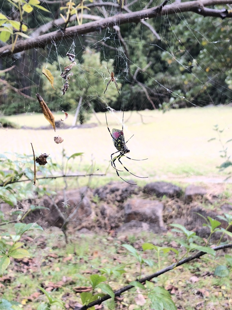 Joro Spider from Yeon-dong, Jeju-si, Jeju-do, KR on October 19, 2022 at ...