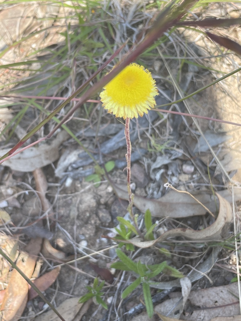 button everlasting from Boydtown Park Rd, Boydtown, NSW, AU on October ...