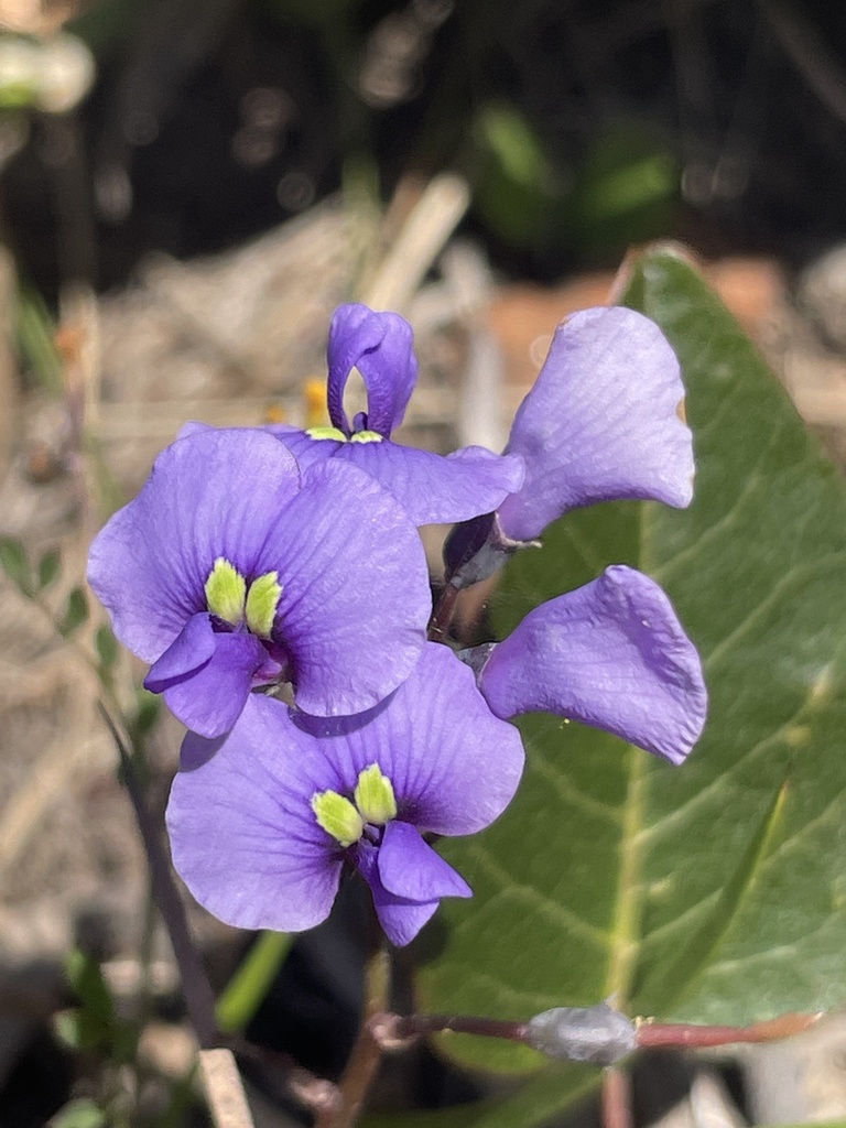 Happy wanderer from Boydtown Park Rd, Boydtown, NSW, AU on October 19 ...