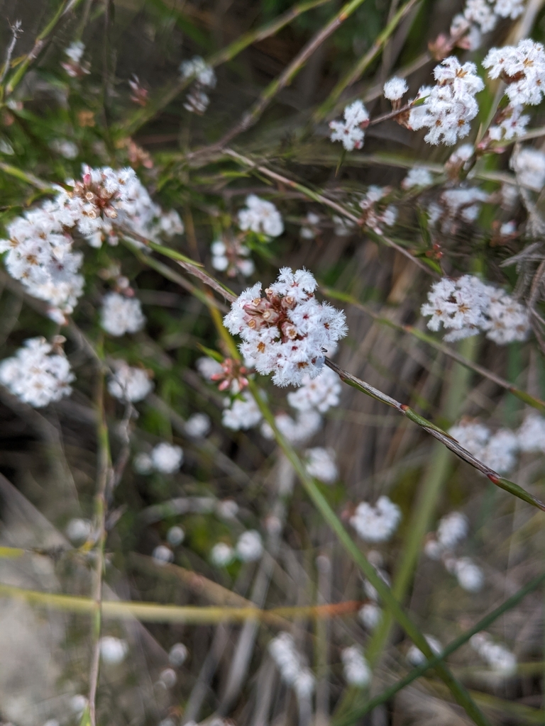 common beard-heath from Halls Gap VIC 3381, Australia on October 16 ...