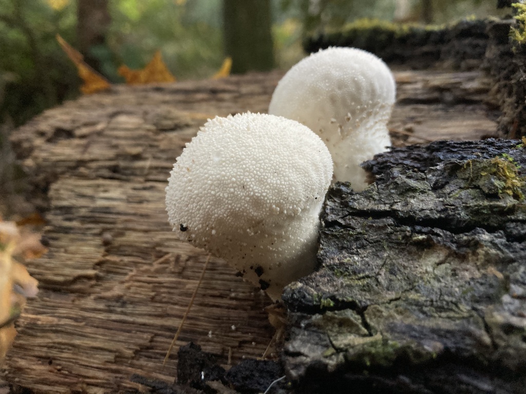 common puffball from Blount County, Great Smoky Mountains National Park ...