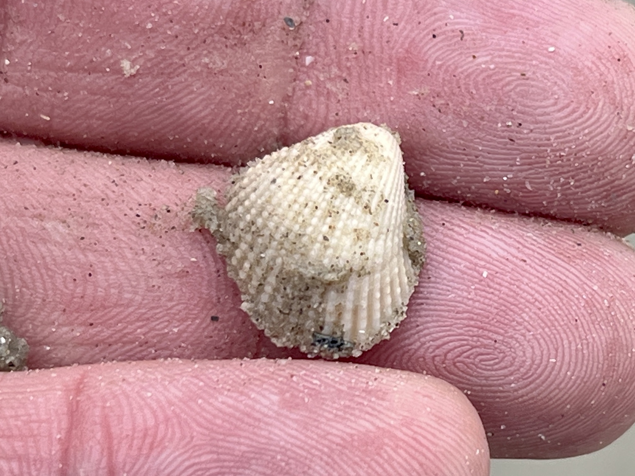 Anadara chemnitzii (Philippi, 1851)