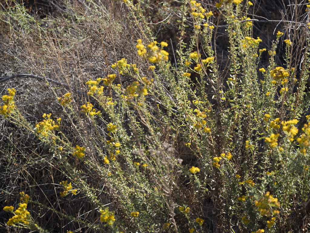 Coastal Goldenbush from Black Mountain Ranch, San Diego, CA, USA on ...