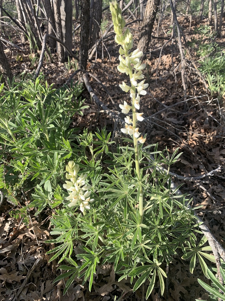 Bearded Lupine from Zion National Park, New Harmony, UT, US on May 9 ...