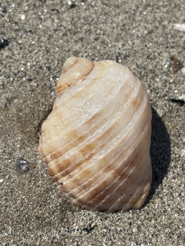Cart-Rut Shell from Nullica Bay, Boydtown, NSW, AU on October 19, 2022 ...