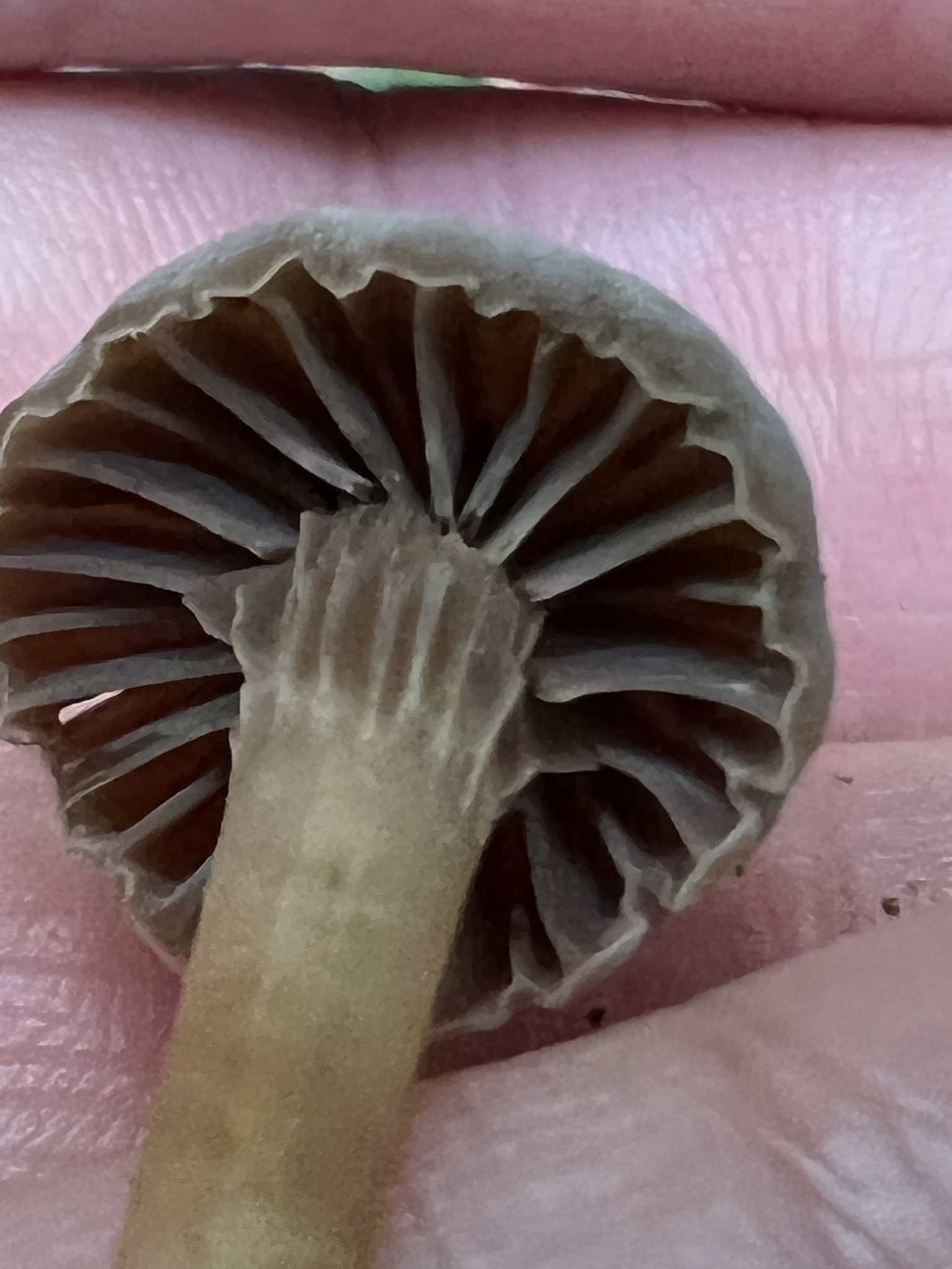 Hodophilus R.Heim