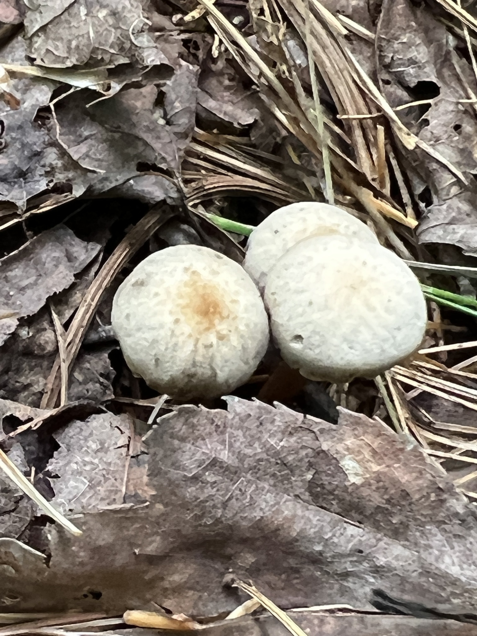 Hodophilus R.Heim