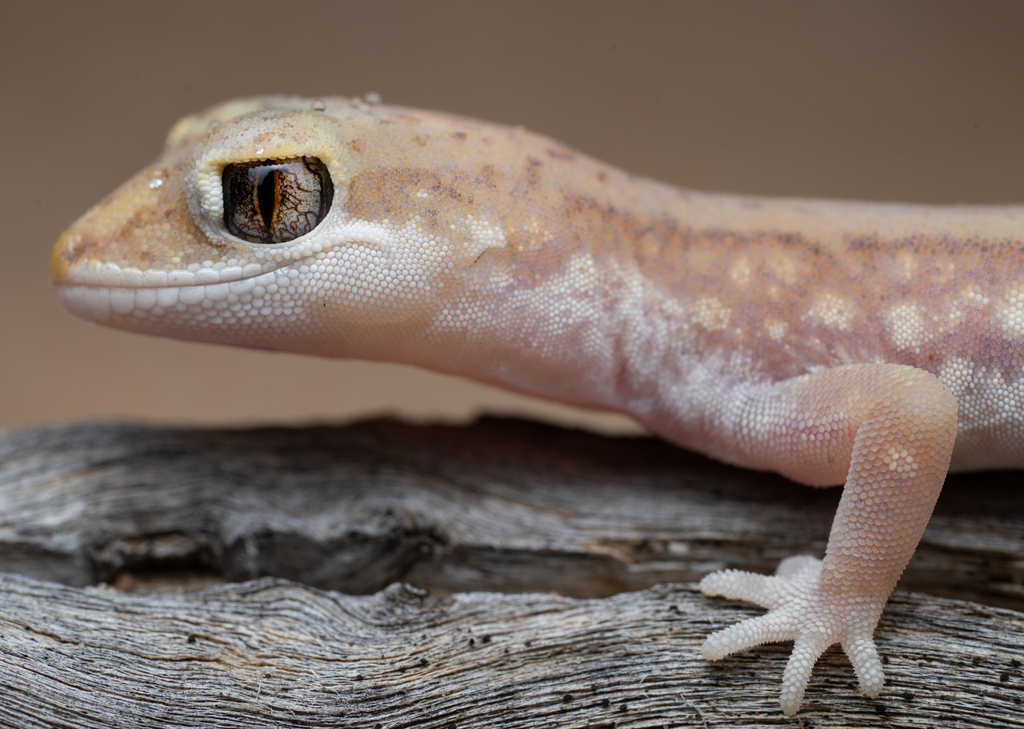 Beaded Gecko from Menindee NSW 2879, Australia on September 23, 2022 at ...