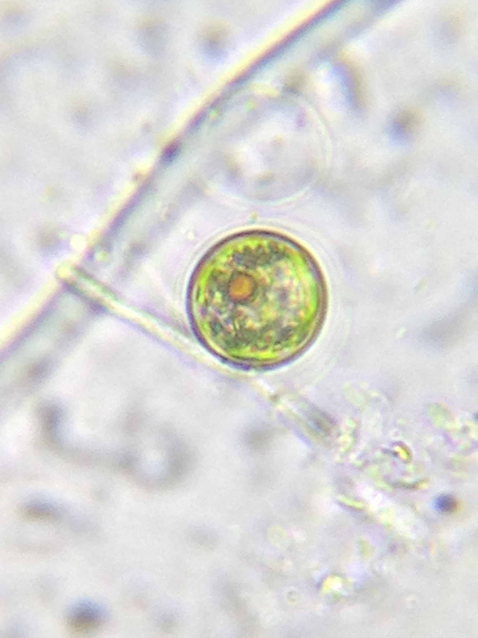 Eustigmatophyceae