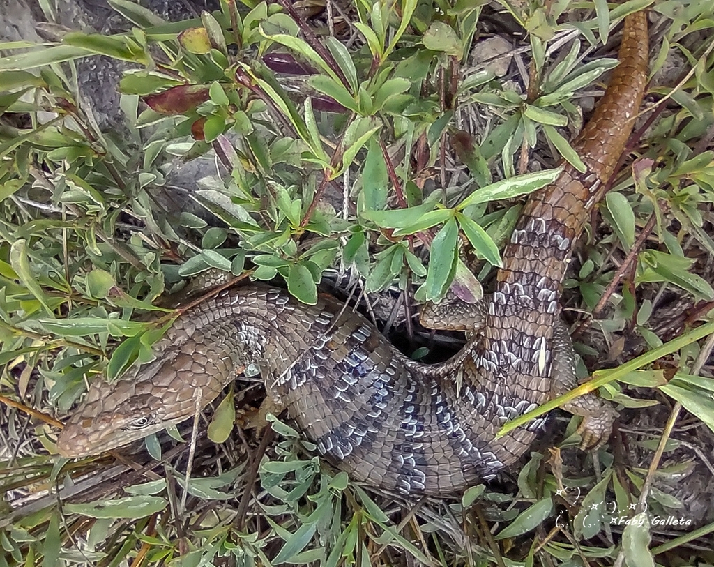 Texas Alligator Lizard from Sierra Hermosa on 15 October, 2022 at 09:42 ...