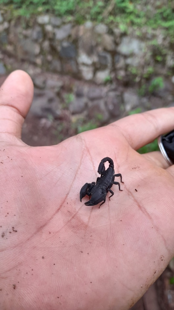 Chaerilus variegatus from Serang Regency, Banten, Indonesia on October ...
