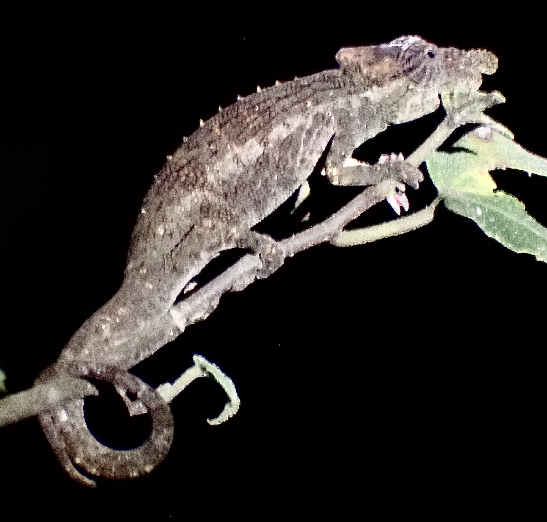 Calumma fallax (Mocquard, 1900)