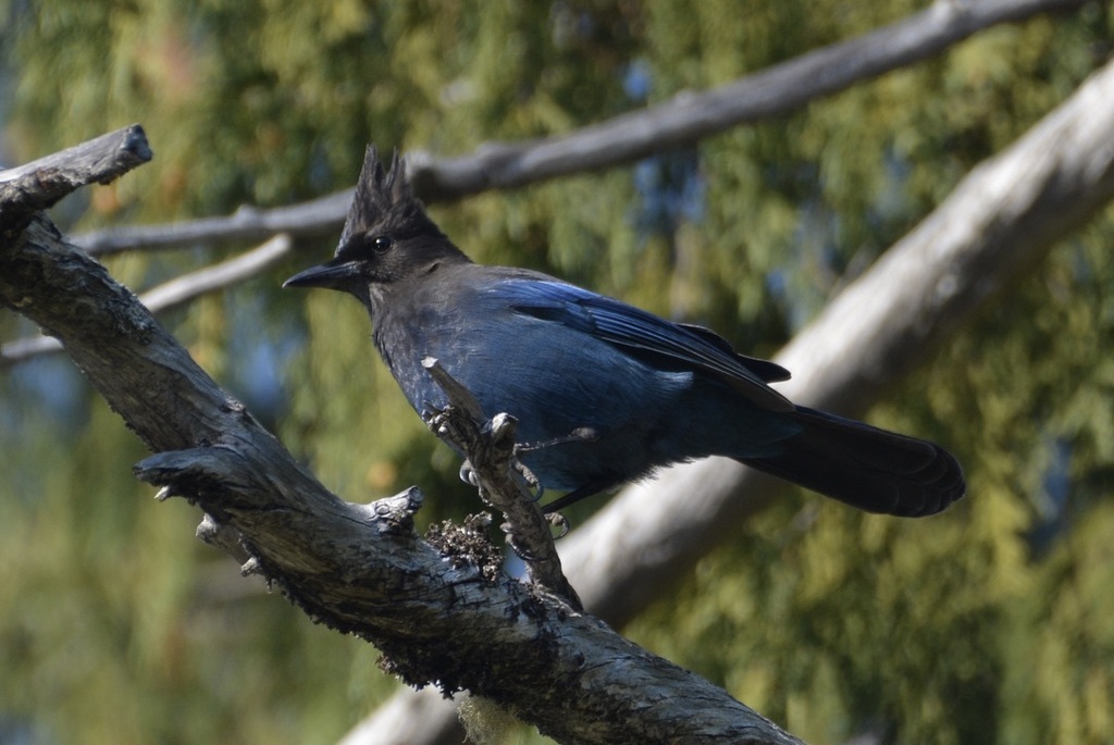Steller's Jay from West Vancouver, BC, Canada on October 18, 2022 at 01 ...