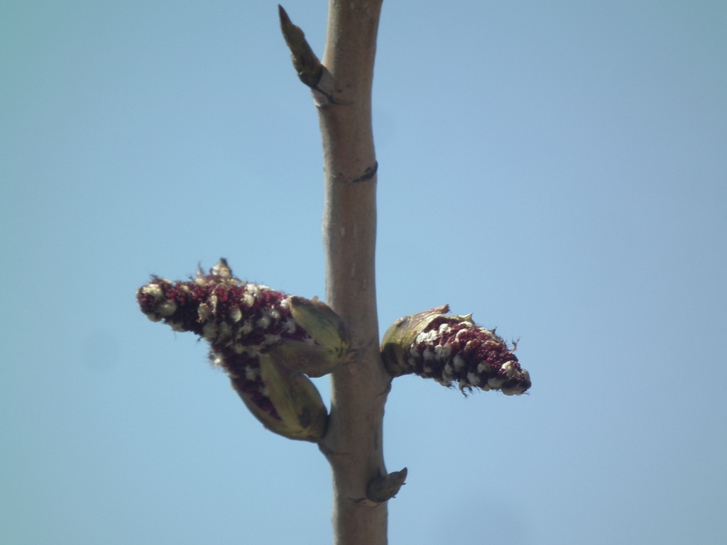 Hybrid Black-poplar in March 2019 by Karl Feng · iNaturalist