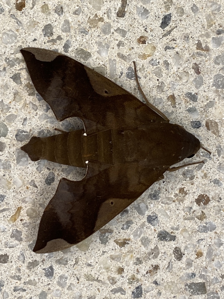 Pachylia syces (Panambi Guaçu) · iNaturalist