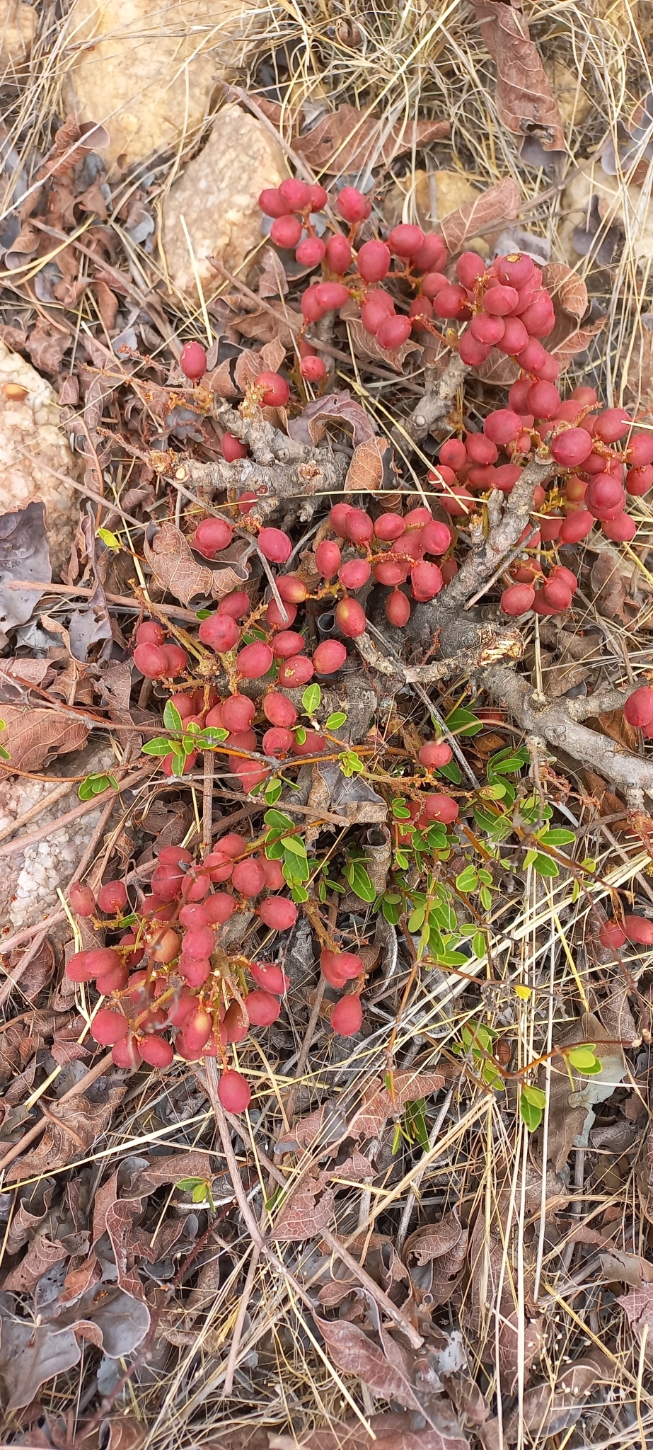 Lannea edulis (Sond.) Engl.