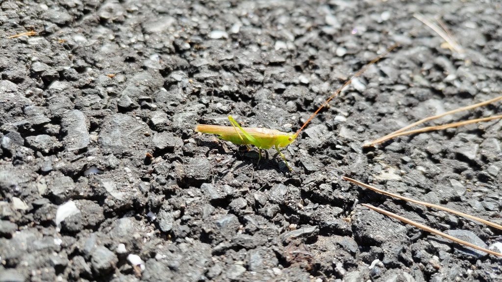 Conocephalus chinensis from 神原スポーツ公園, 高梁市, 岡山県, JP on October 16, 2022 ...