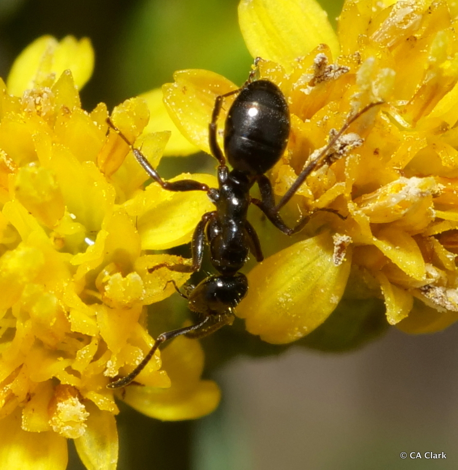 Neogagates-group Field Ants from Point Reyes National Seashore ...