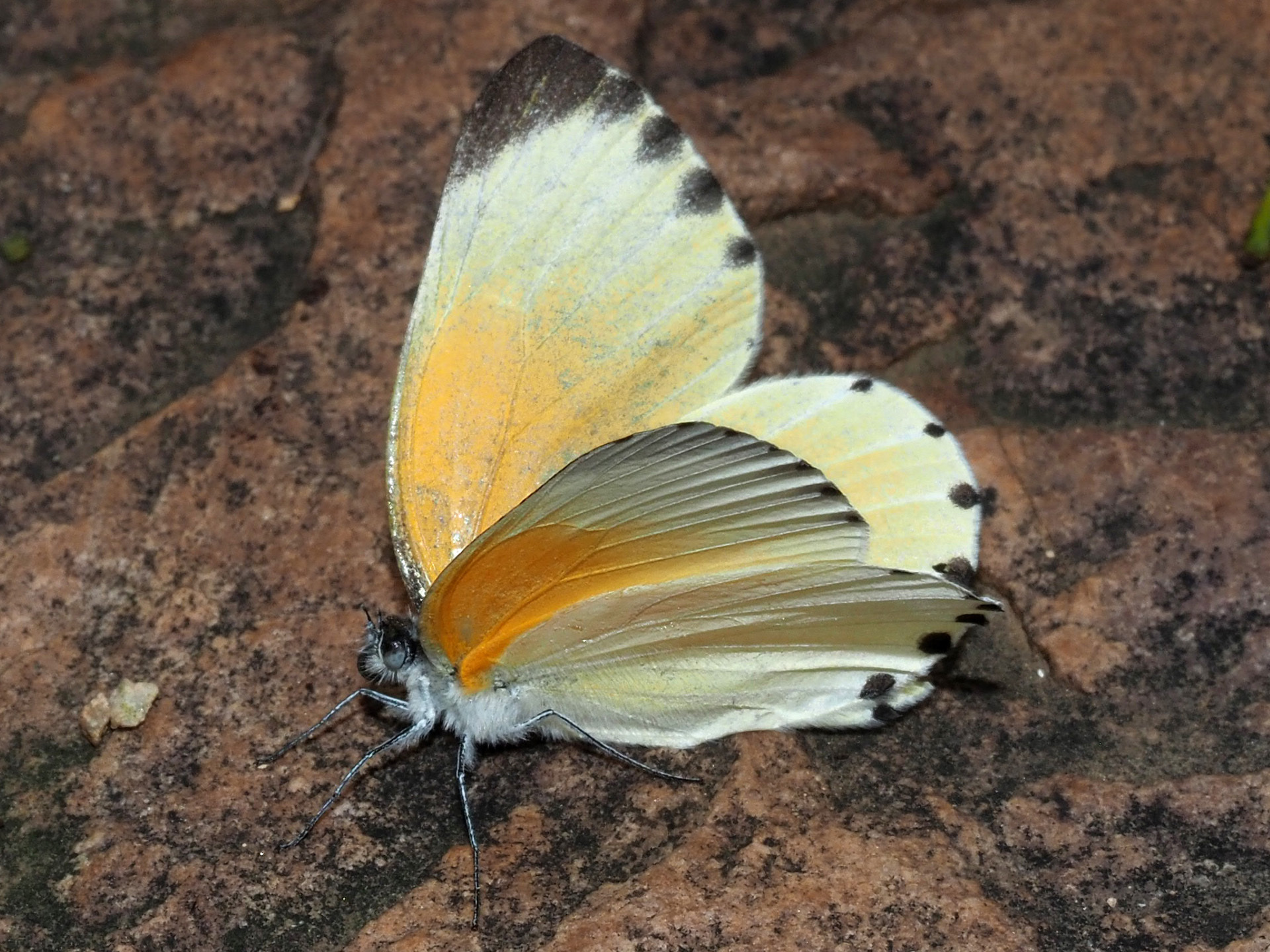 Mylothris rueppellii (Koch, 1865)