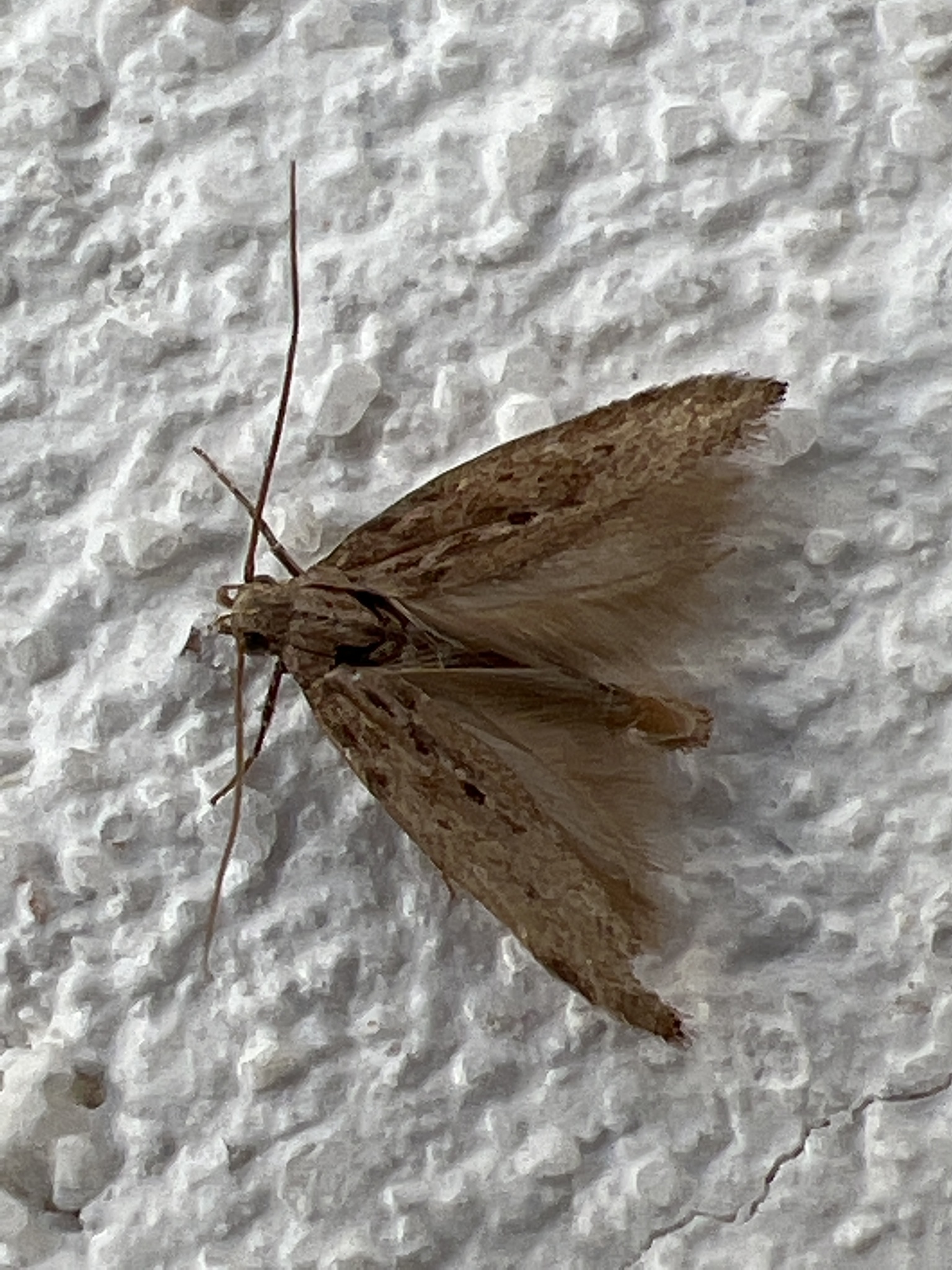 Tuta absoluta (Meyrick, 1917)