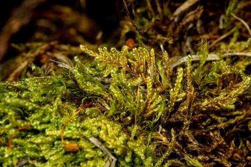 Hook-leaved Plait-moss from Yukon, Canada on July 19, 2022 at 10:55 PM ...