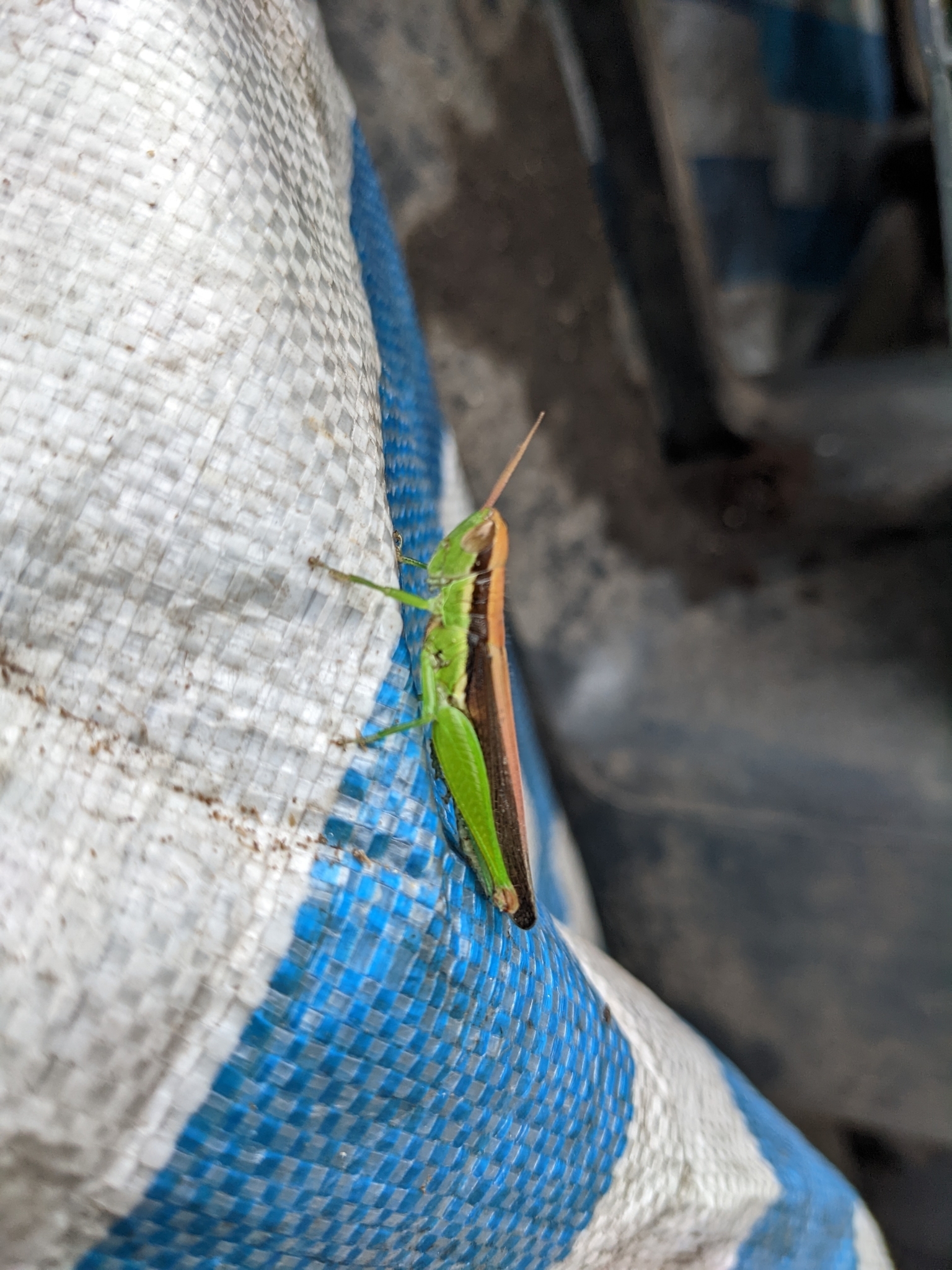 Oxya chinensis (Thunberg, 1815)