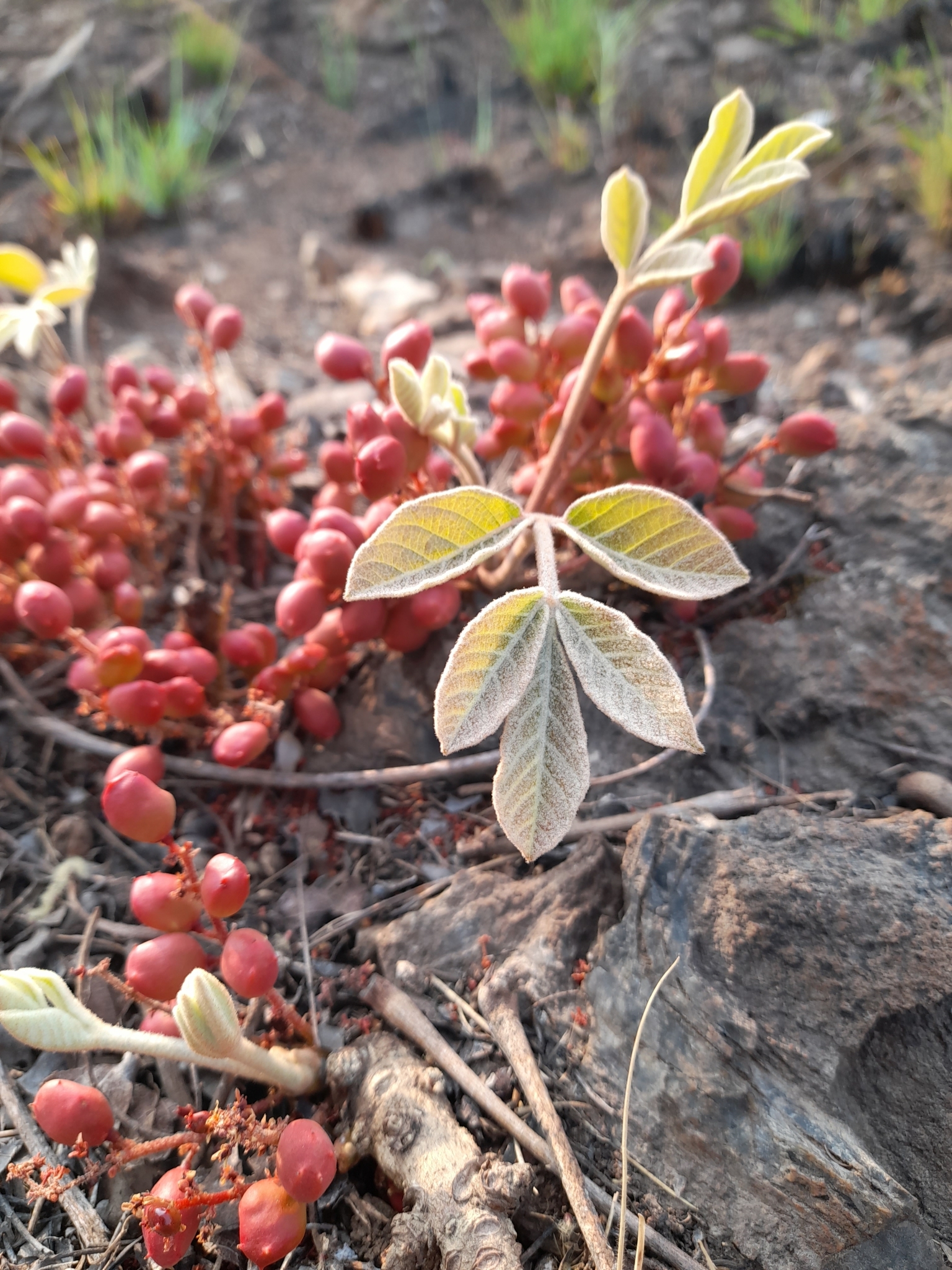 Lannea edulis (Sond.) Engl.