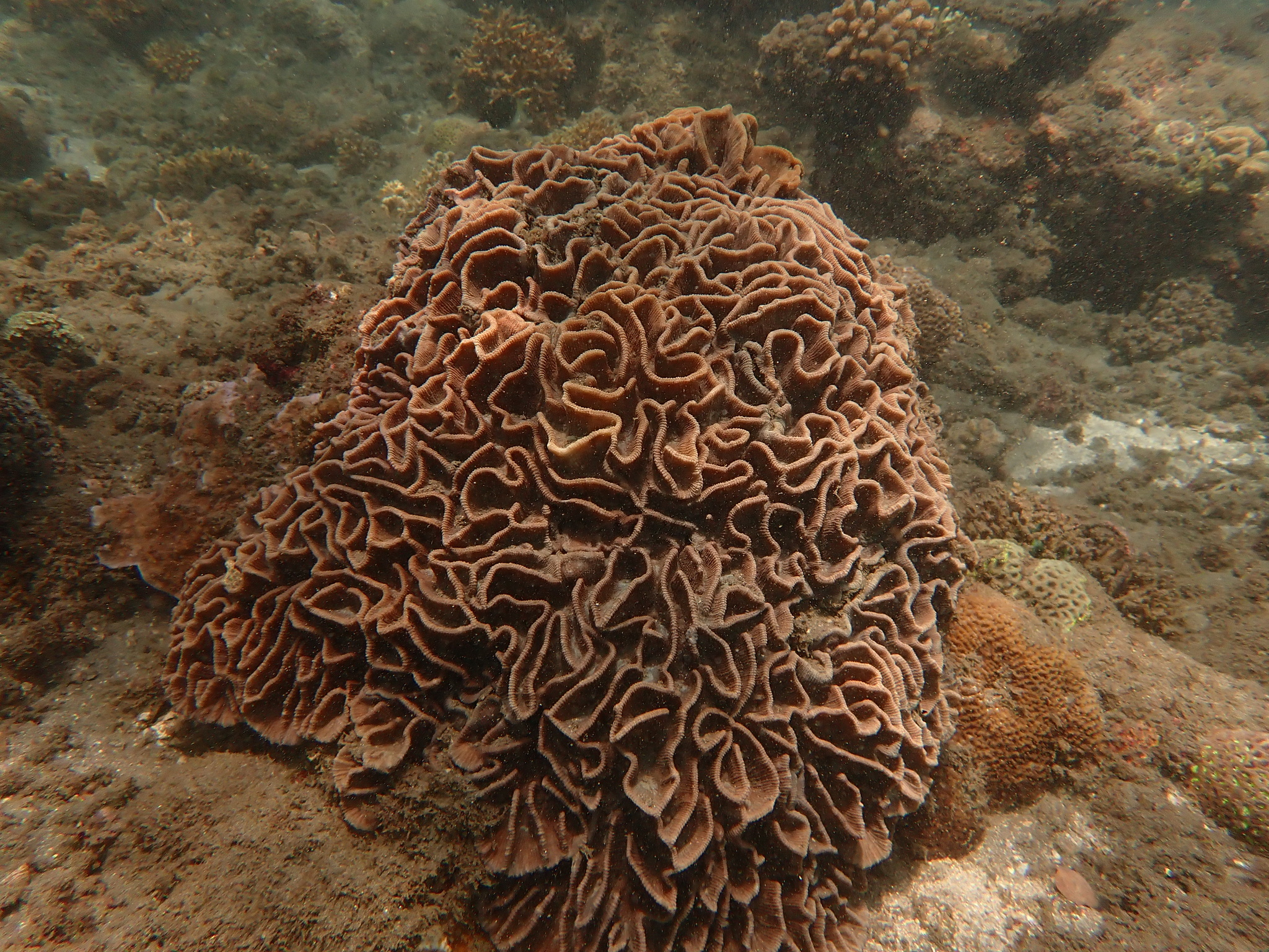 Pectinia lactuca (Pallas, 1766)