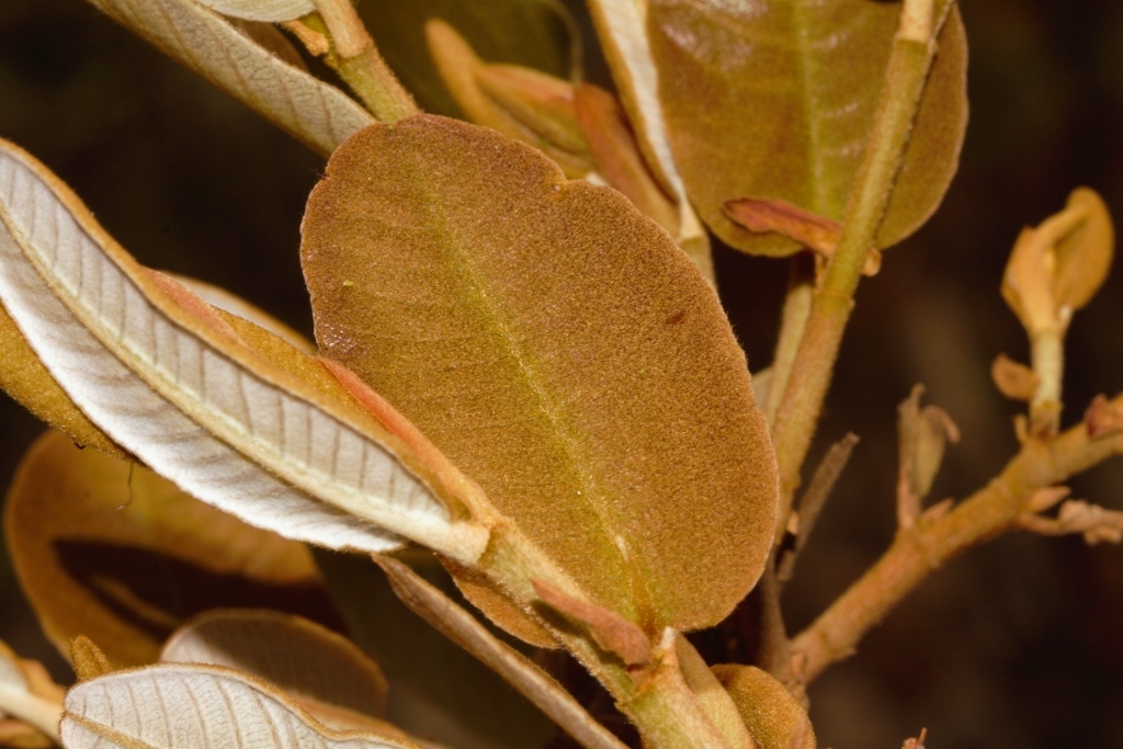 Parinari curatellifolia Planch. ex Benth.