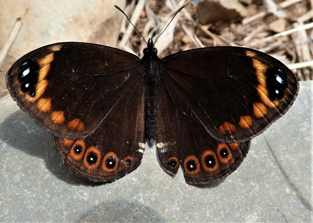 Dingana dingana from Ehlanzeni District Municipality, South Africa on ...