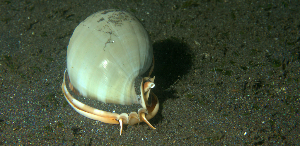 Phalium glaucum (Linnaeus, 1758)