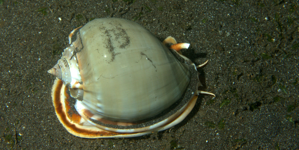 Phalium glaucum (Linnaeus, 1758)