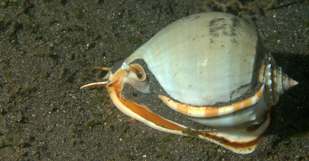 Phalium glaucum (Linnaeus, 1758)