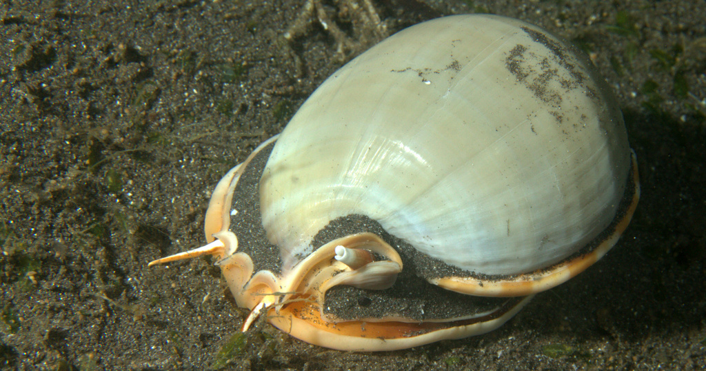 Phalium glaucum (Linnaeus, 1758)