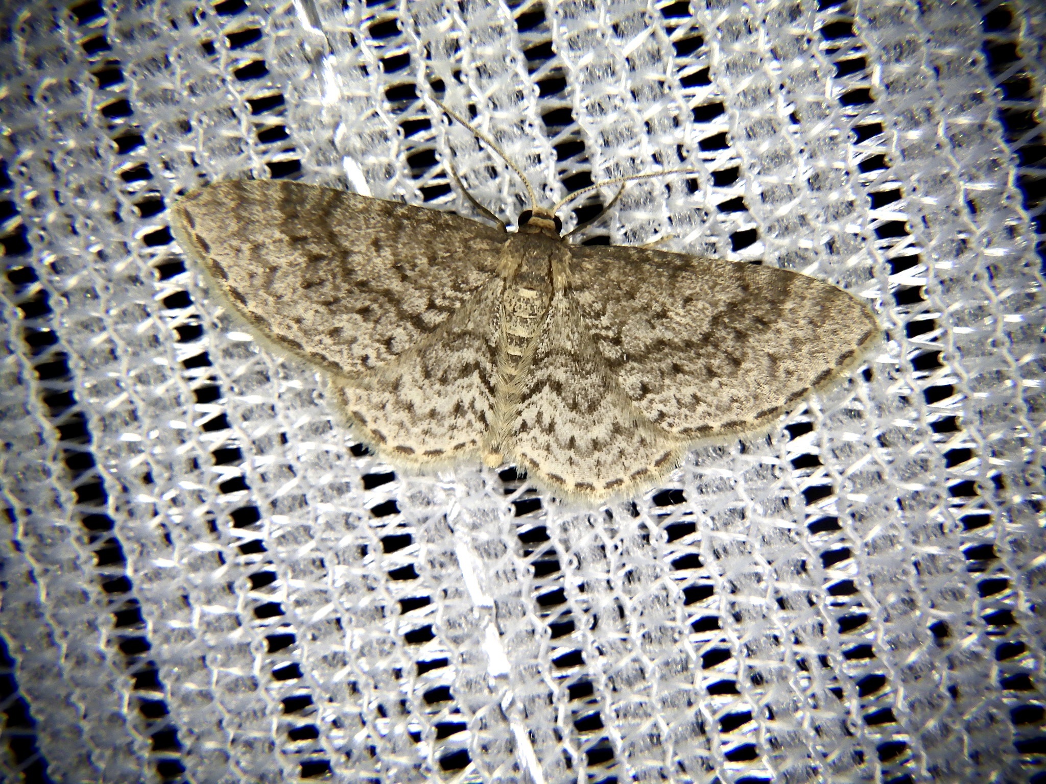 Hydrelia nisaria (Christoph, 1881)