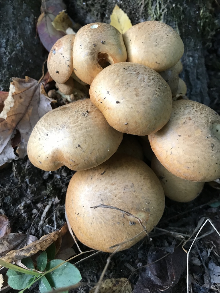 Fungi Including Lichens from Prospect St, Takoma Park, MD, US on ...