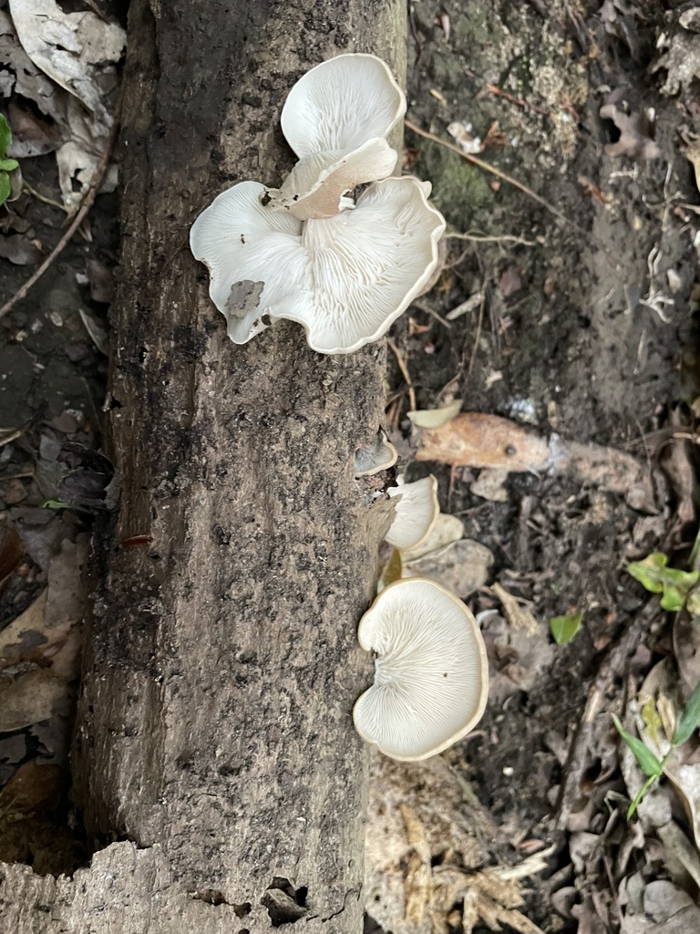 Oyster Mushrooms in October 2022 by Daughter of Umay · iNaturalist
