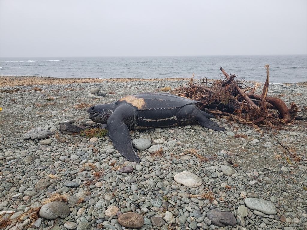 Leatherback Sea Turtle from Little Lorraine, NS B1C 2A7, Canada on ...