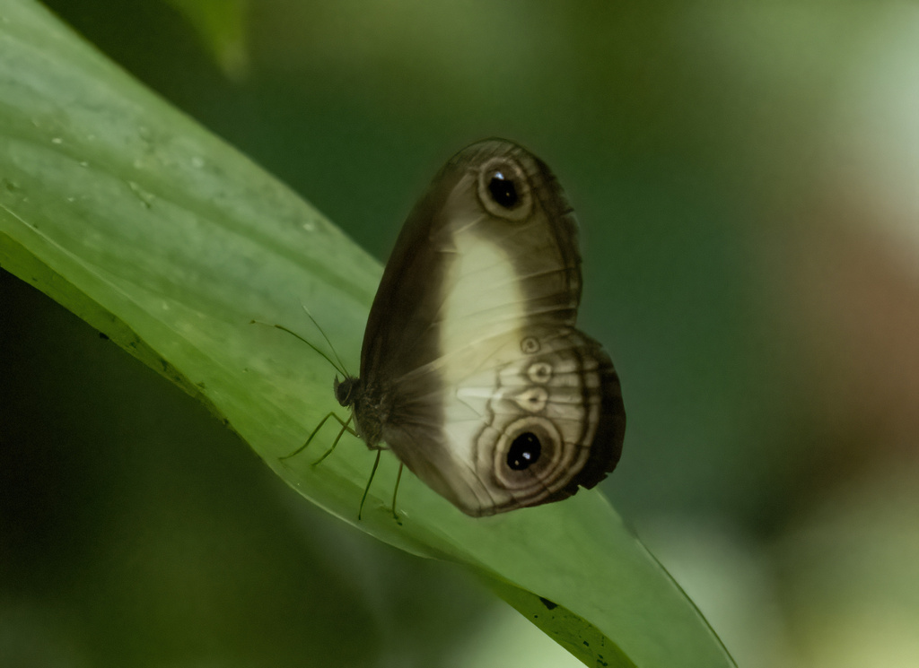 Acrophtalmia chione on October 09, 2022 at 12:13 PM by Mitch Rose ...