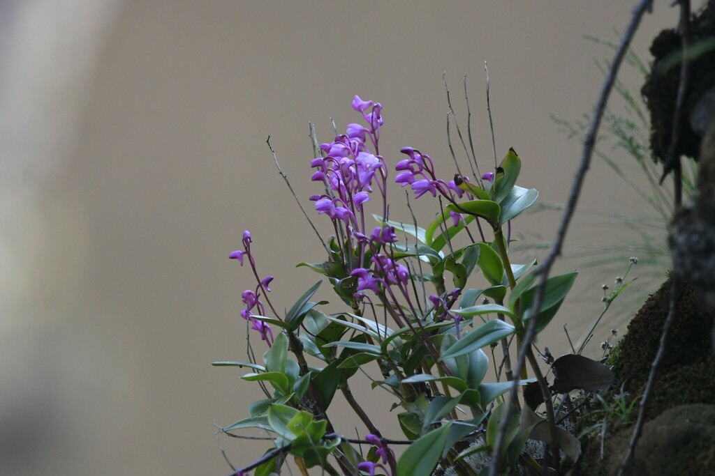 pink rock orchid from W2 Track, Tyers VIC 3844, Australia on October 18 ...