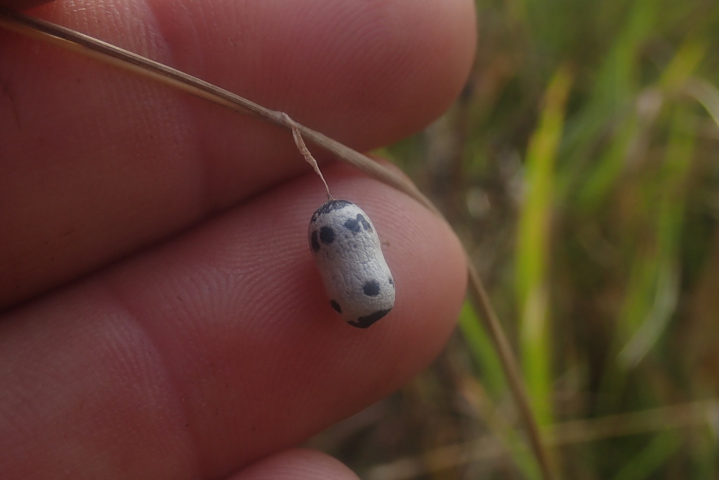 Charops from Ehlanzeni District Municipality, South Africa on March 6 ...